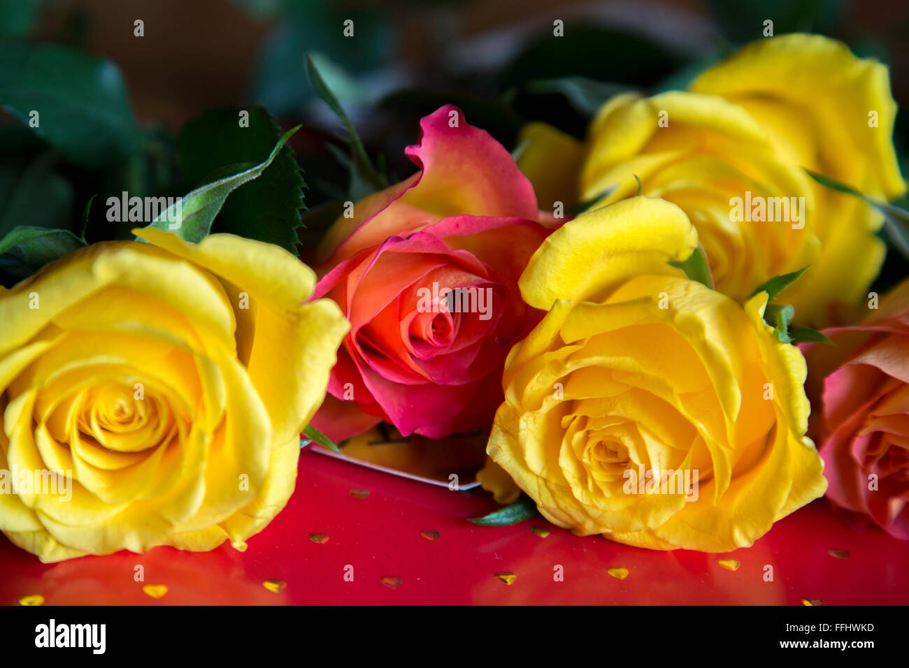 Pink and yellow roses on red background with gold hearts Stock Photo ...