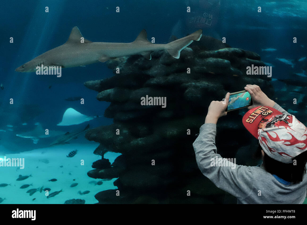 Eilat, Israel. 14th Feb, 2016. A young boy makes photos of sharks on a ...