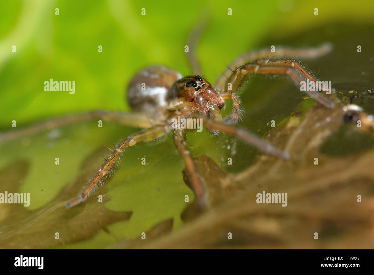 Pirata piraticus wolf spider on water surface. A hunting spider in the ...