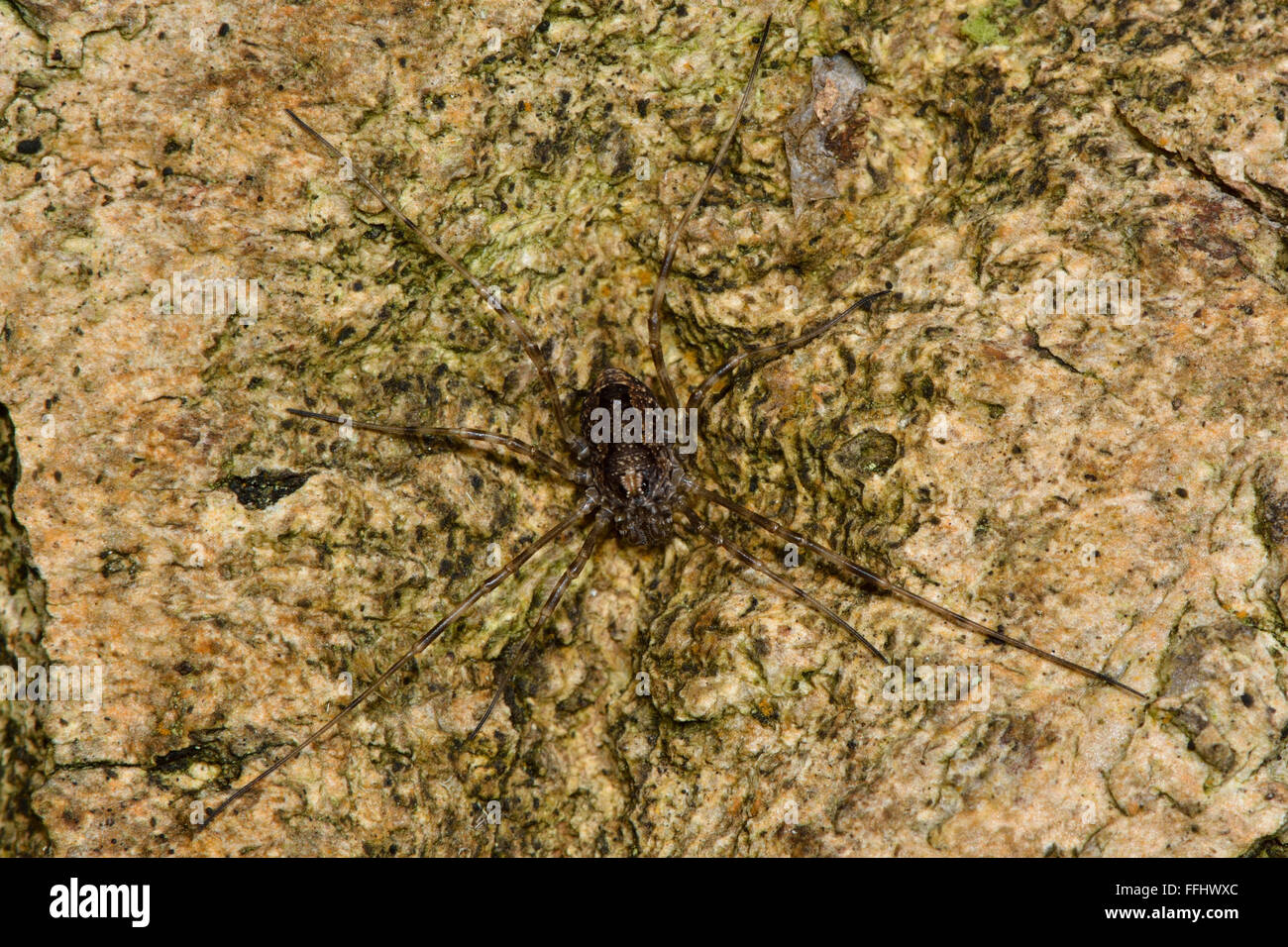 Rilaena triangularis harvestman spider from above. An arachnid well ...