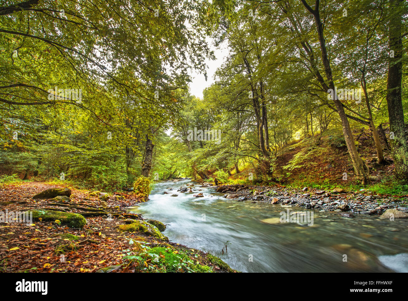 Fall forest hi-res stock photography and images - Alamy