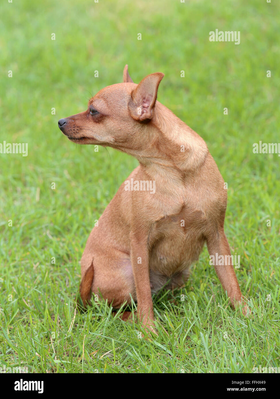 Prague rat dog hi-res stock photography and images - Alamy