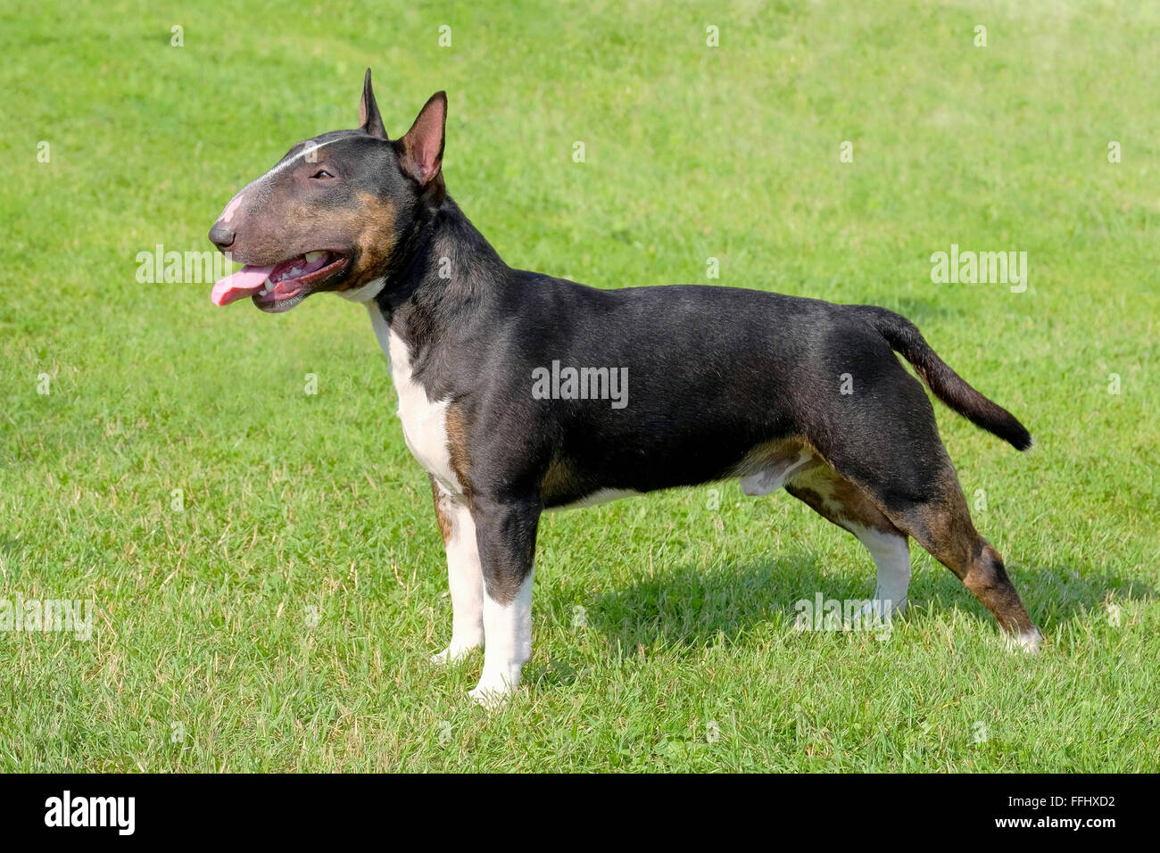 Typical Miniature Bull Terrier in the summer garden Stock Photo - Alamy