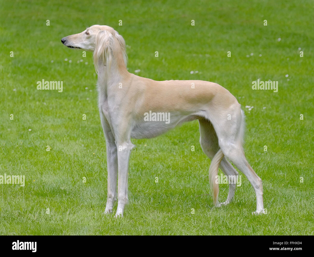 Typical white Saluki dog in the spring garden Stock Photo - Alamy