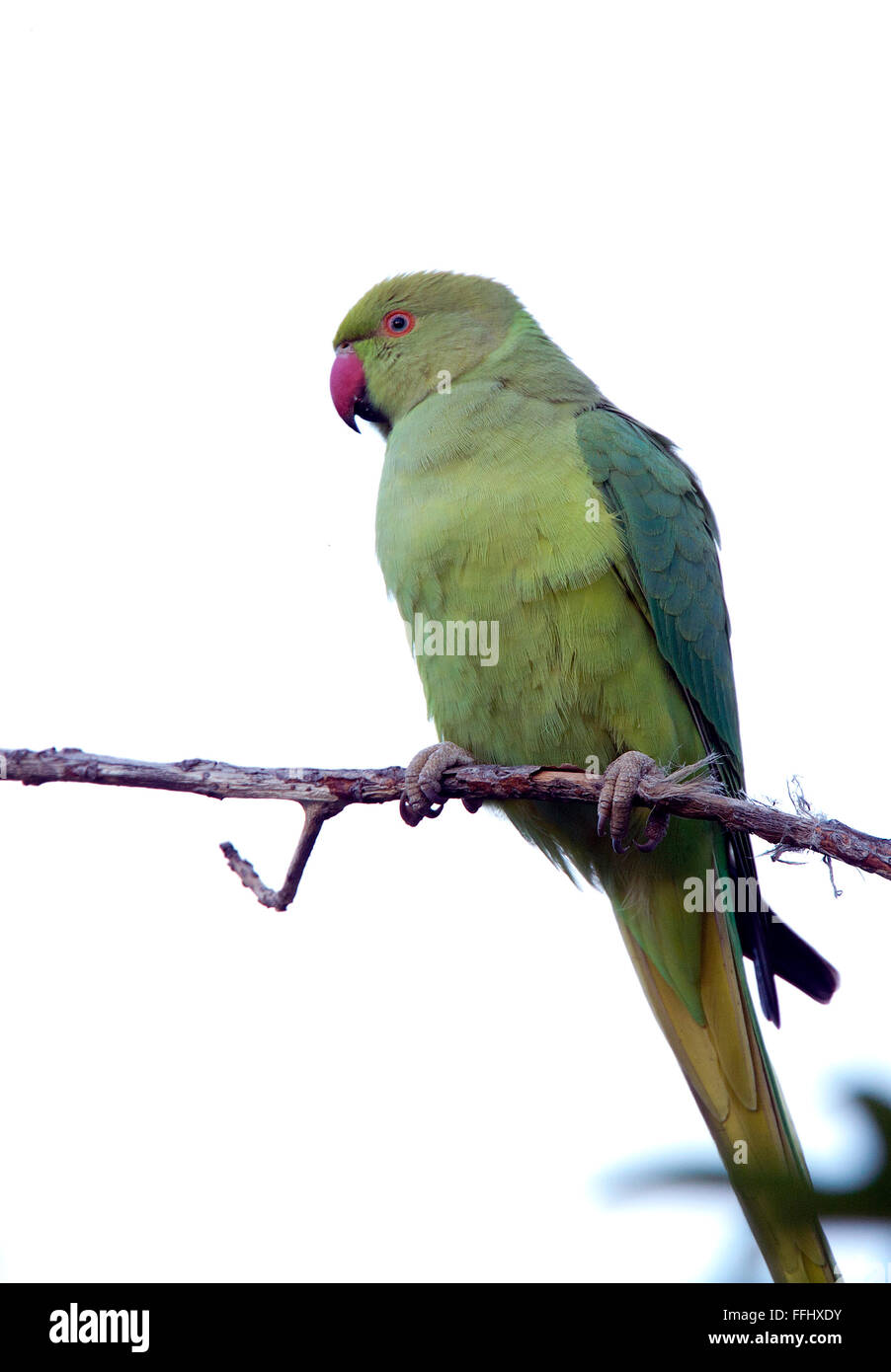 Rose-ringed Parakeet, (Psittacula krameri) an introduced, feral, bird ...