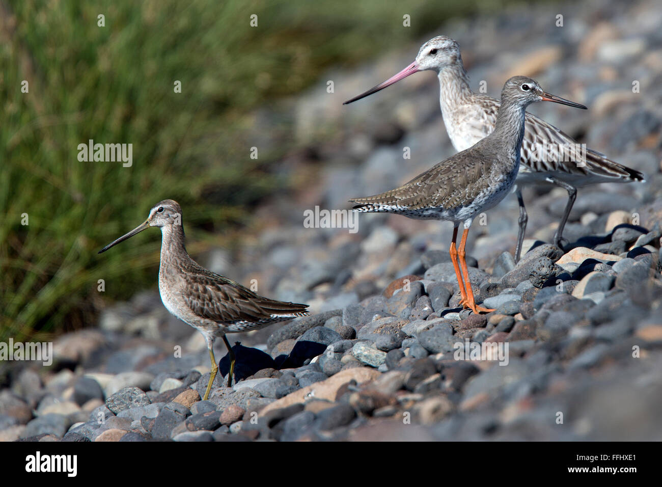 Long-billed Dowitcher (a rare vagrant, Limnodromus scolopaceus) and a ...