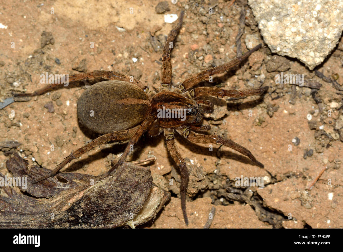 Female Wolf Spider