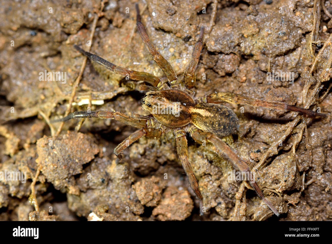 Trochosa ruricola wolf spider male from above. A male spider showing ...