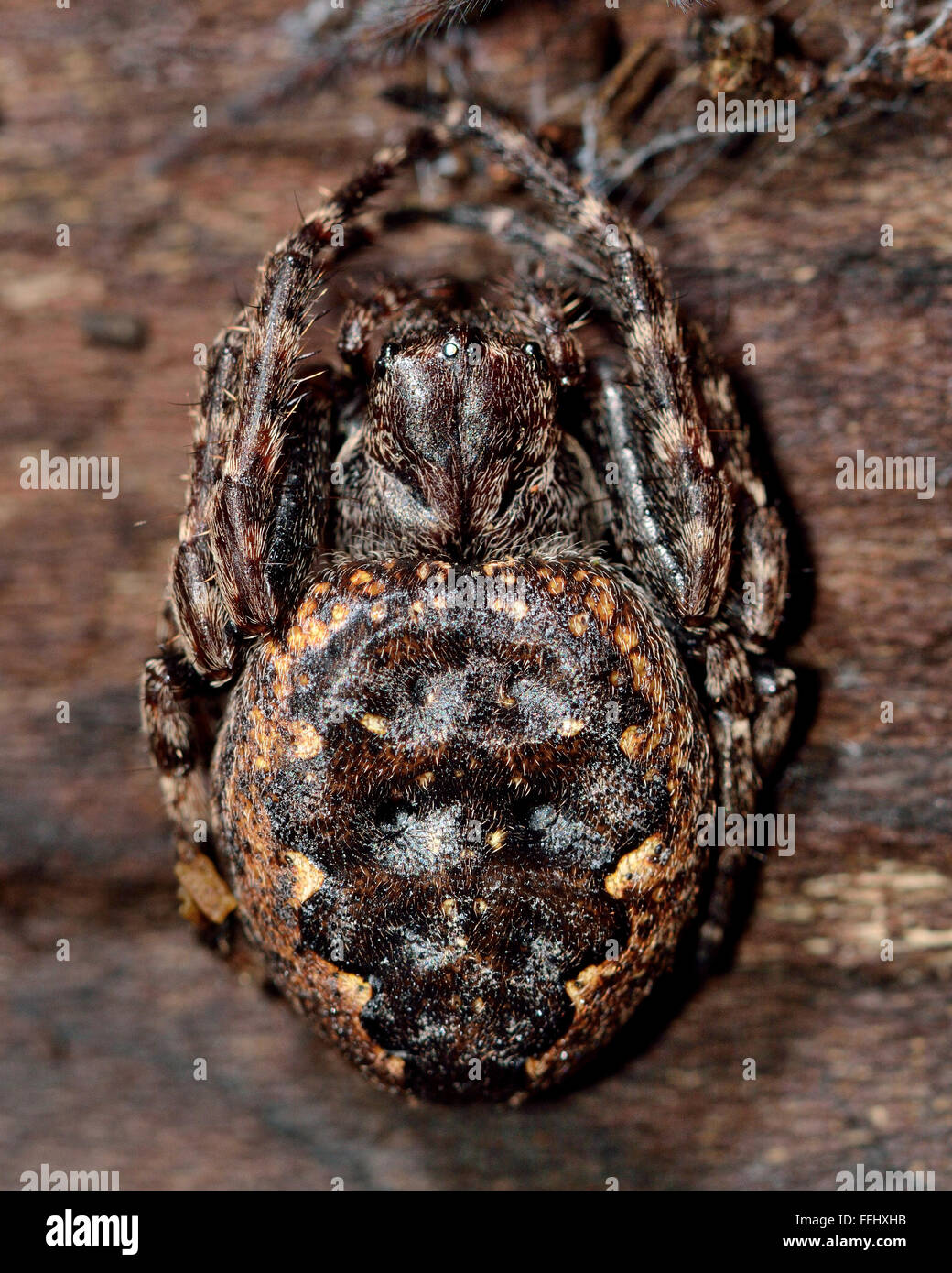 Walnut orb weaver (Nuctenea umbratica) defensive posture. A large and ...