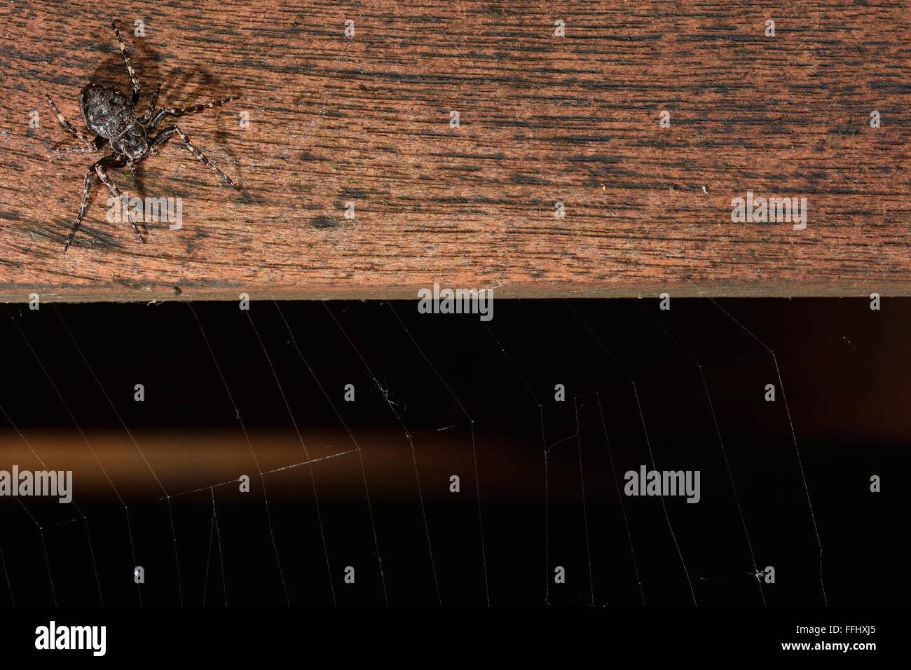 Walnut orb weaver (Nuctenea umbratica) on table with web. A large and ...