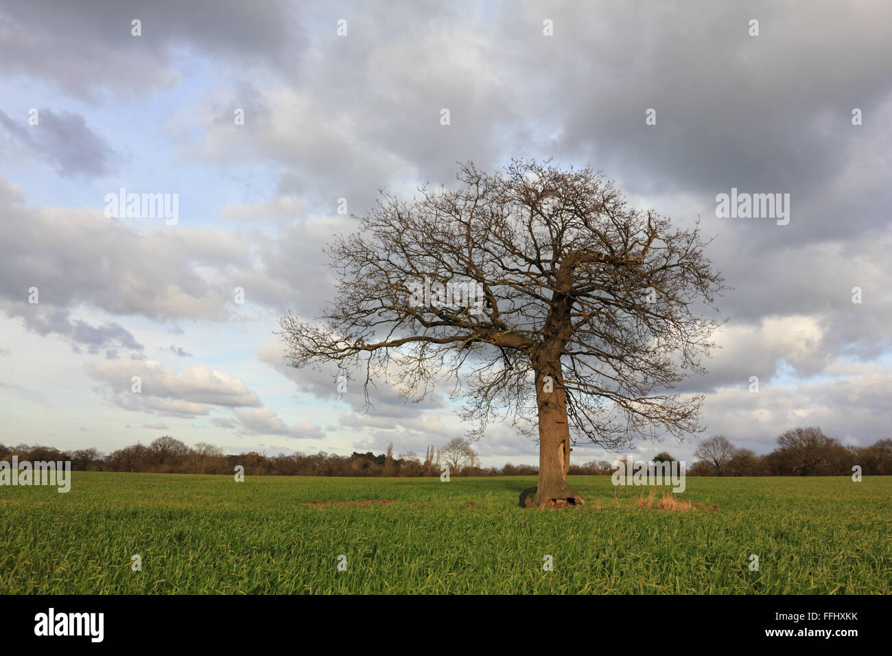Epsom Common, Surrey, England, UK. 14th Feb, 2016. After the rain ...