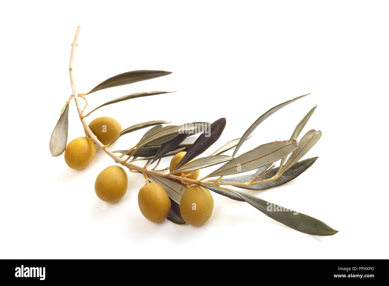 Olive branch isolated hi-res stock photography and images - Alamy