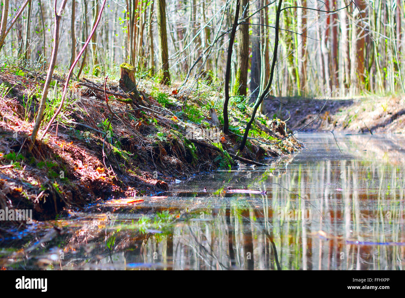 View on pond in spring forest with fresh new leaves Stock Photo - Alamy
