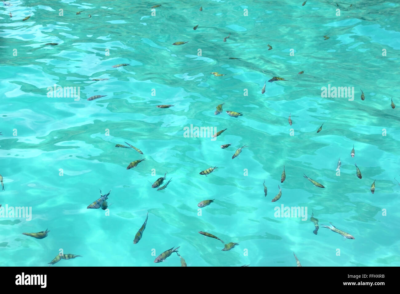 Photo of a tropical Fish in transparent blue sea water close-up Stock ...