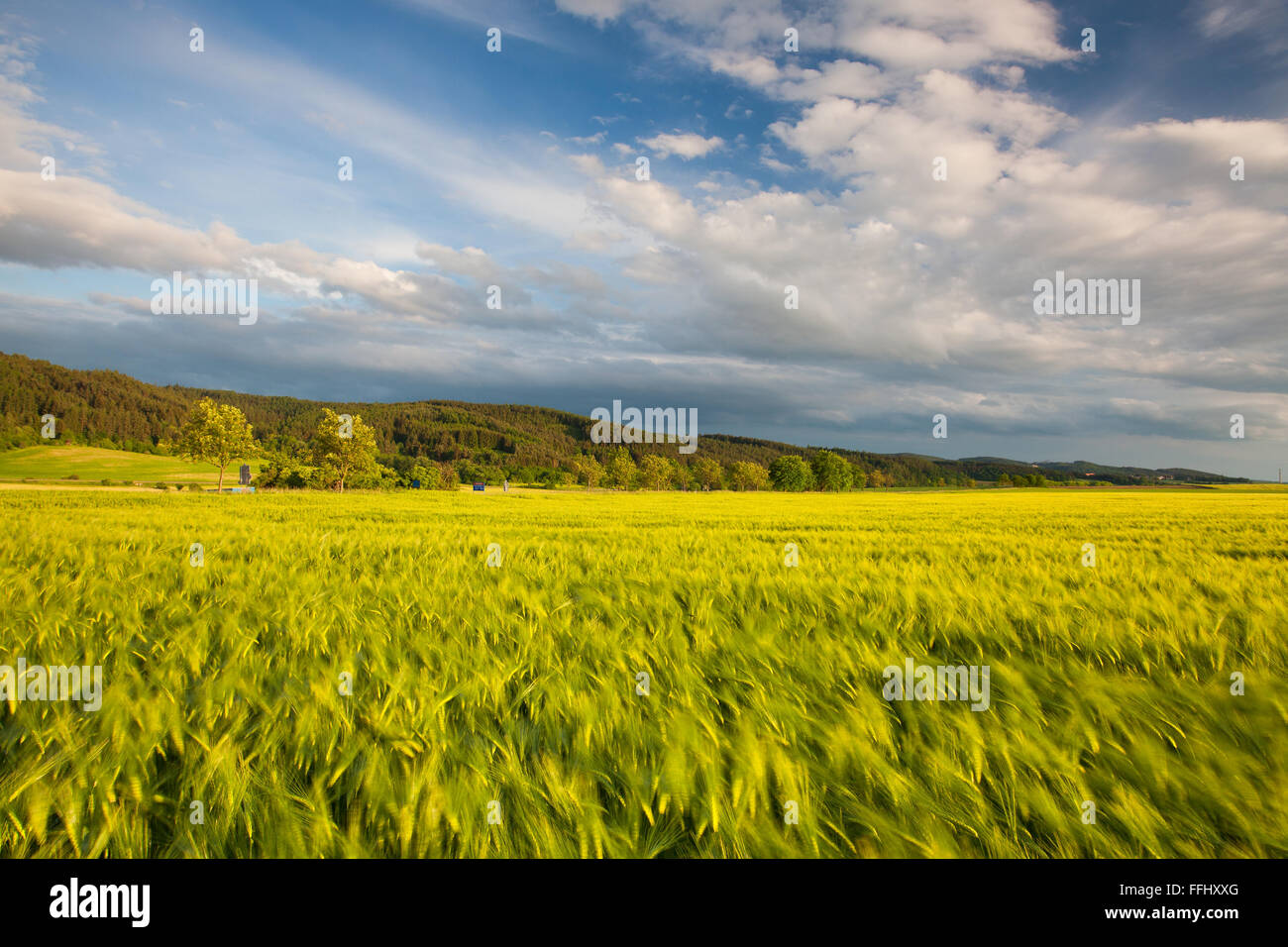 Edge of a cornfield hi-res stock photography and images - Alamy