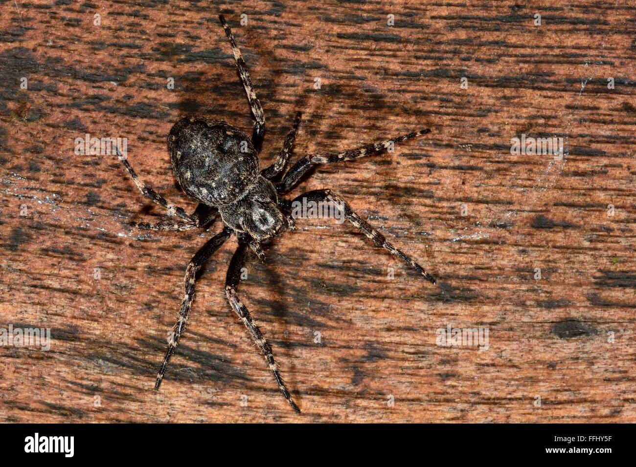 Walnut orb weaver (Nuctenea umbratica) on wood. A large and flattened ...