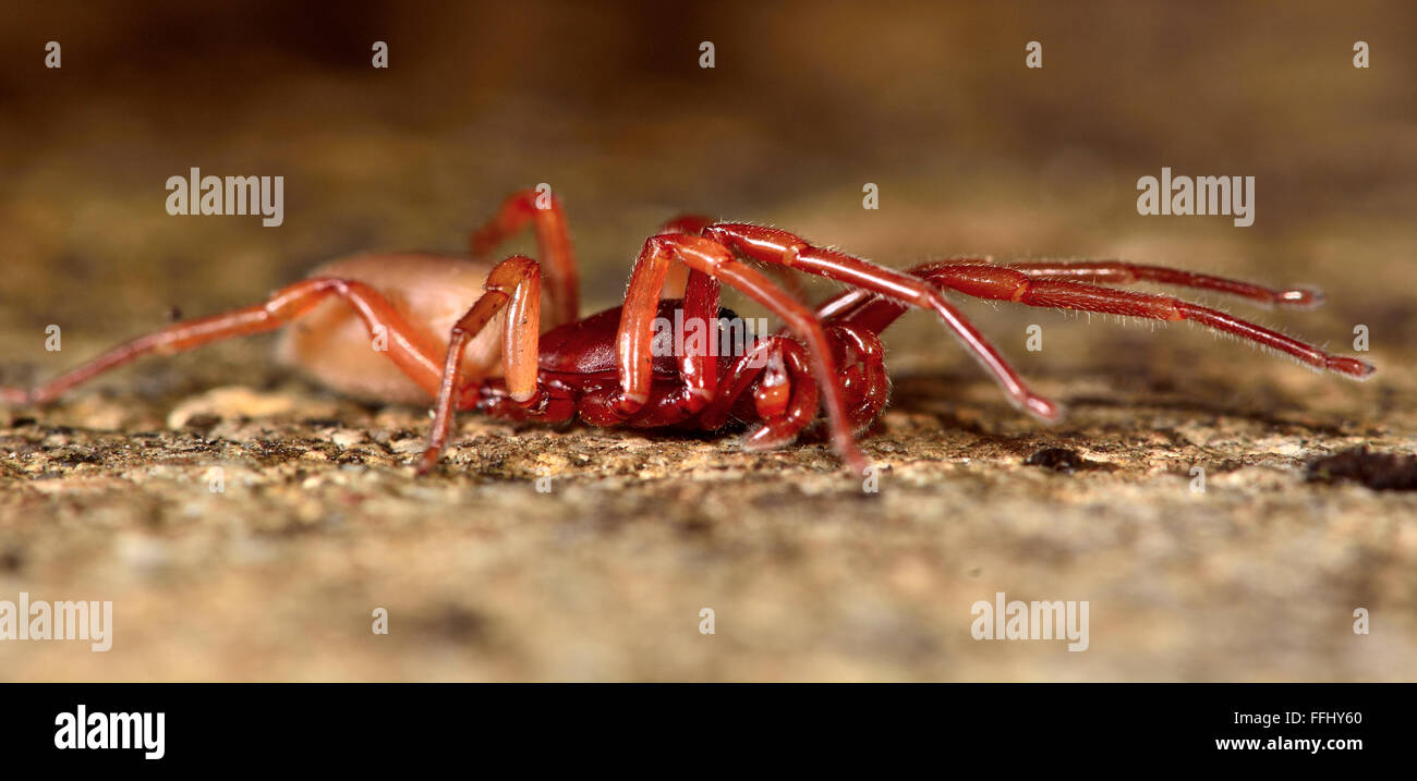 Woodlouse spider (Dysdera crocata) stretched out. A specialist ...