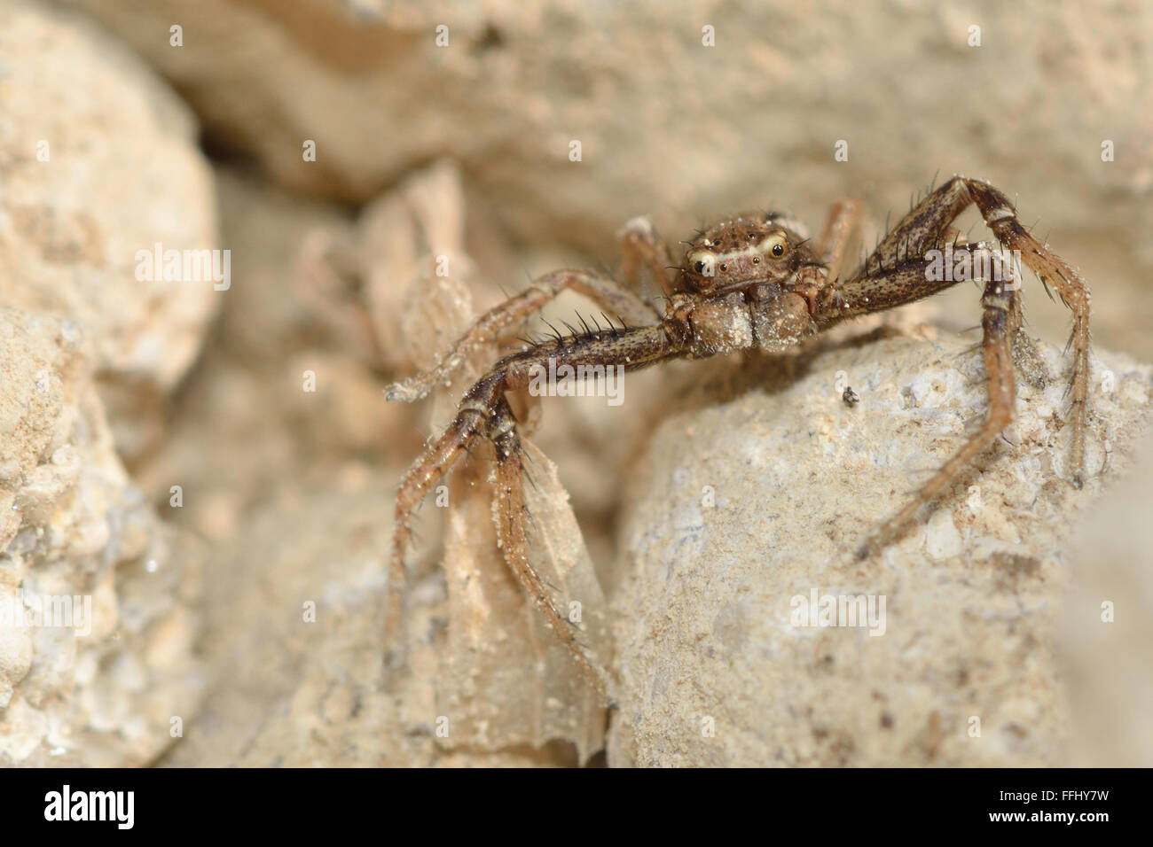 Xysticus cristatus crab spider amongst stones. A male spider in the ...