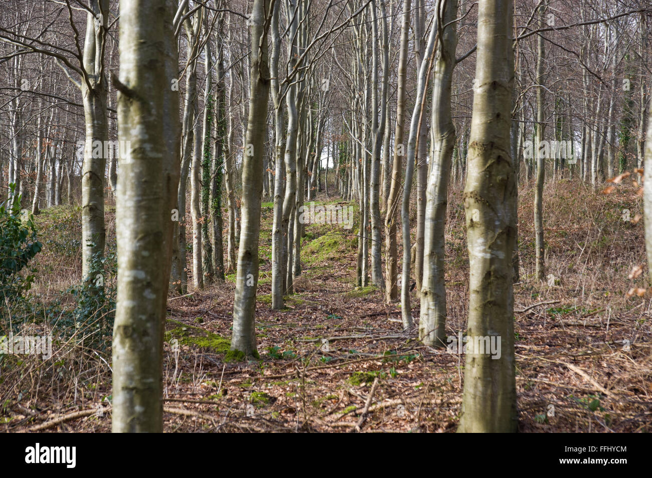Rows of trees in a planted wood Stock Photo - Alamy