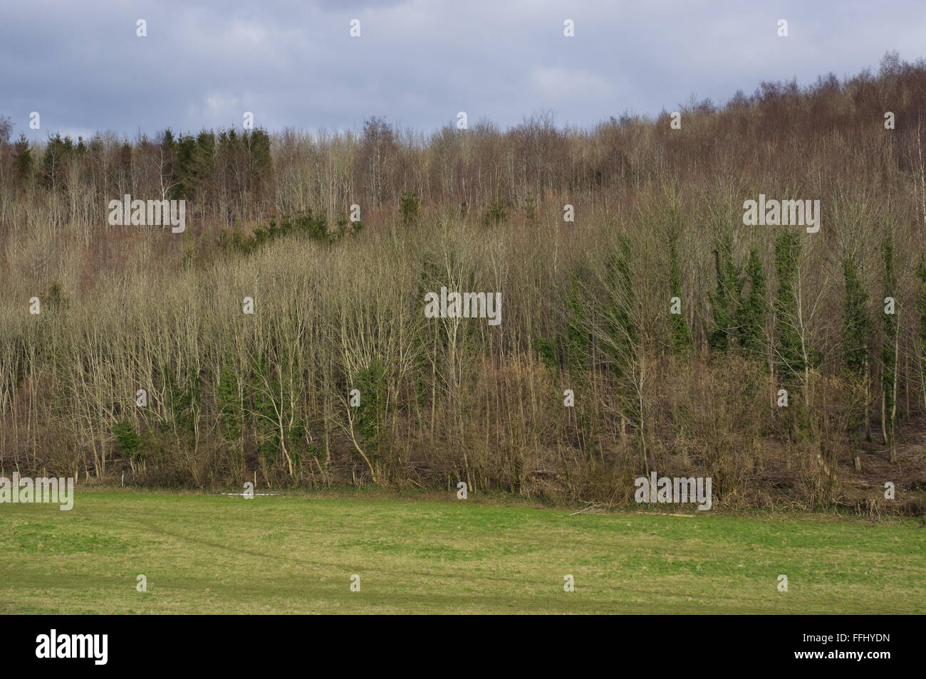 The edge between an area of woodland and a field Stock Photo - Alamy