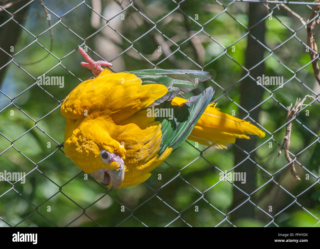 Golden parakeet hi-res stock photography and images - Alamy
