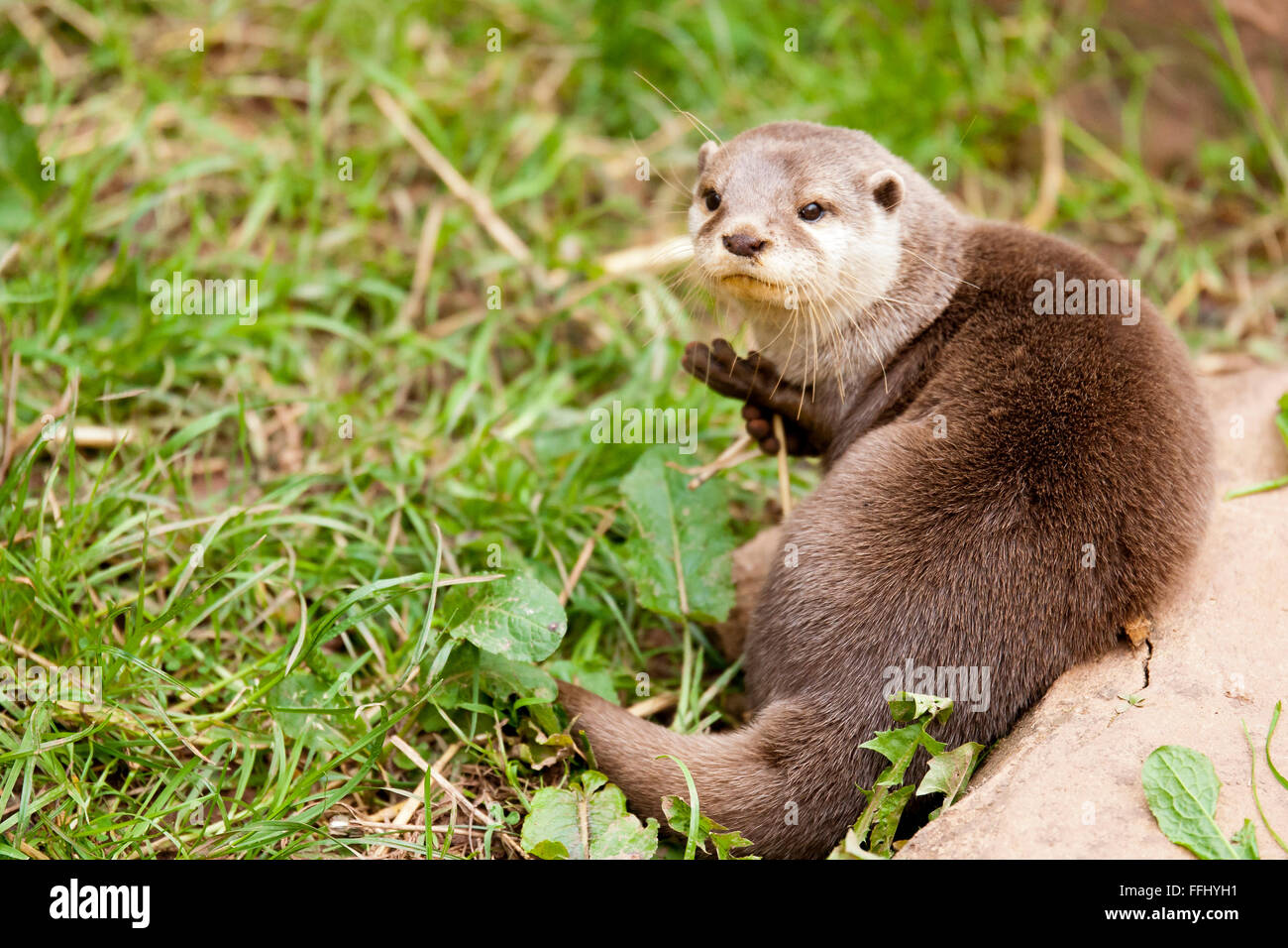 Known as Asian otters or Oriental small-clawed otter Stock Photo - Alamy
