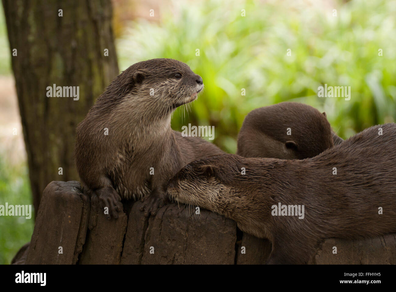 Known as Asian otters or Oriental small-clawed otter Stock Photo - Alamy
