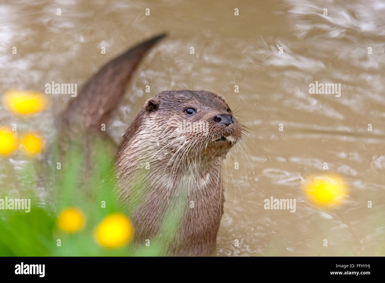 Otter Portrait of a European River Otter. Conservation status near ...