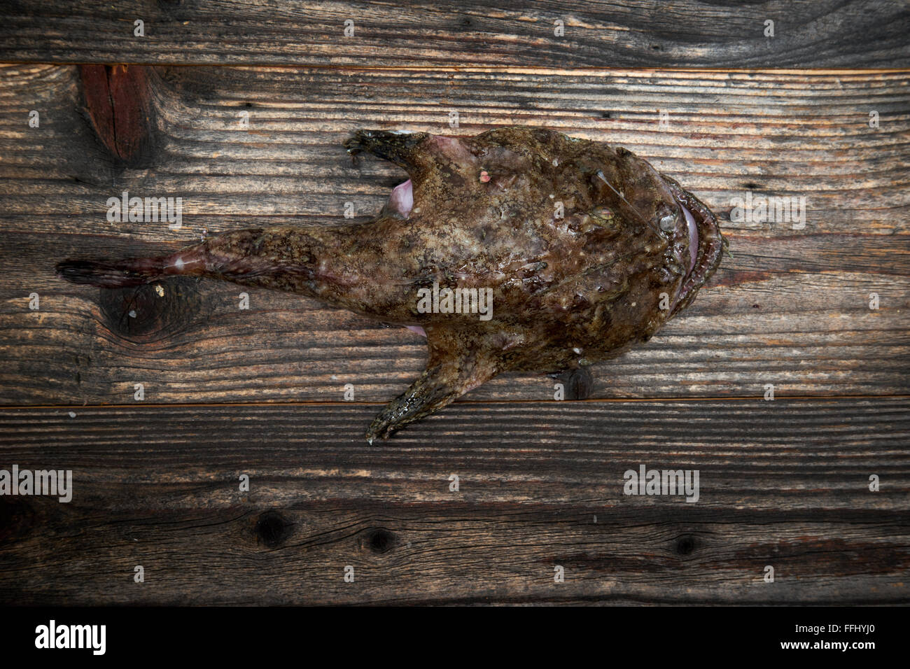 Lophius piscatorius hi-res stock photography and images - Alamy