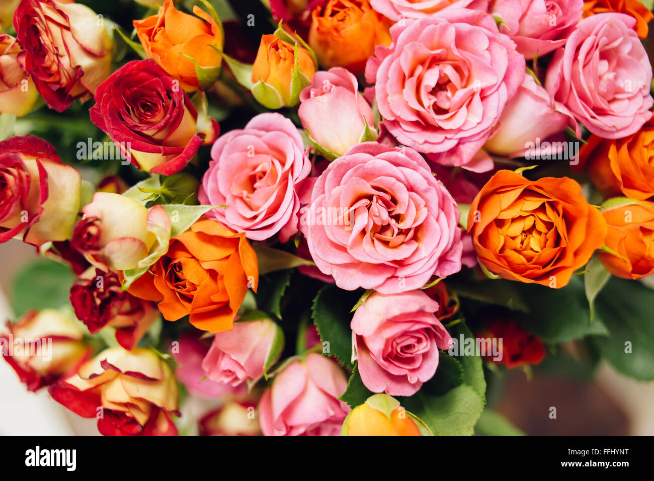 Soft color Roses Background Stock Photo - Alamy