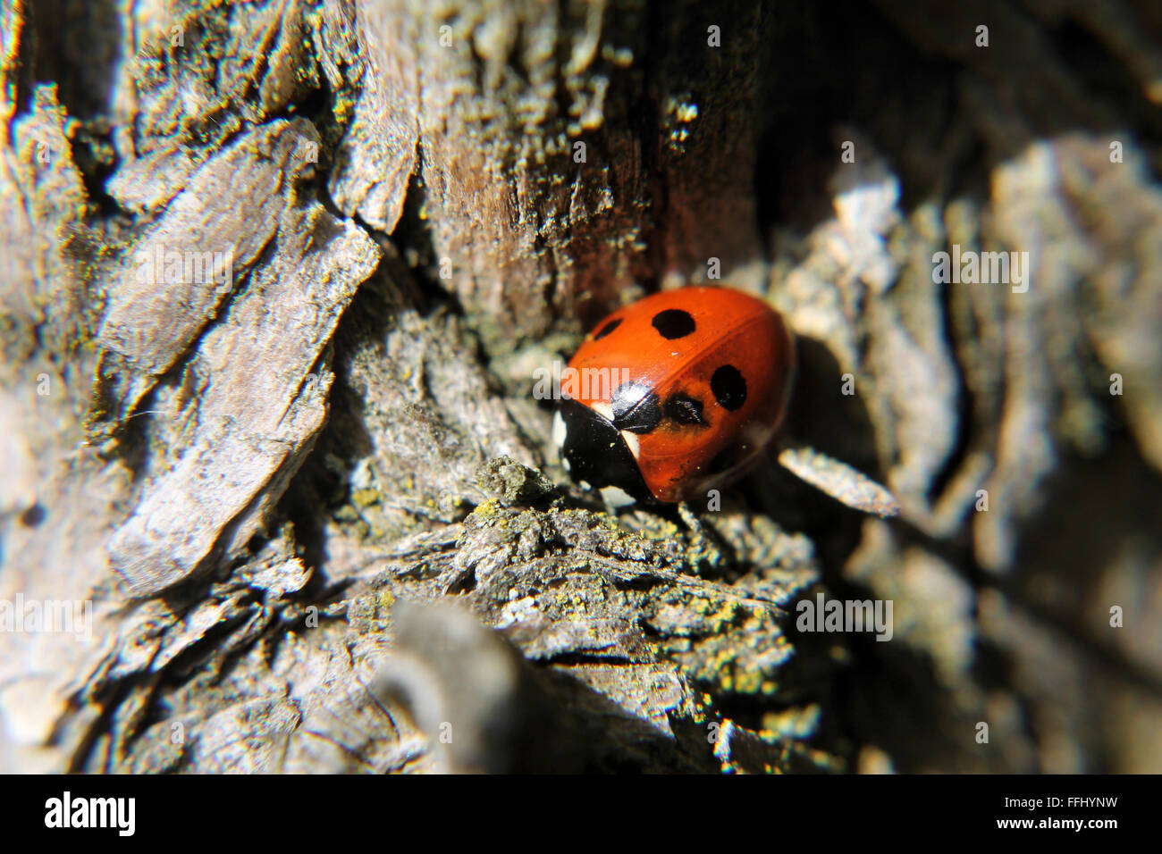 A ladybird resting on tree bark Stock Photo - Alamy