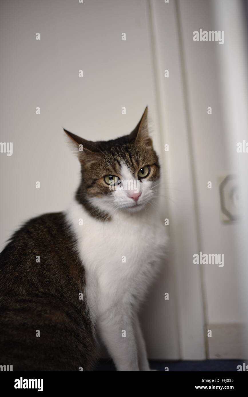 Freddy Chill look Stock Photo - Alamy