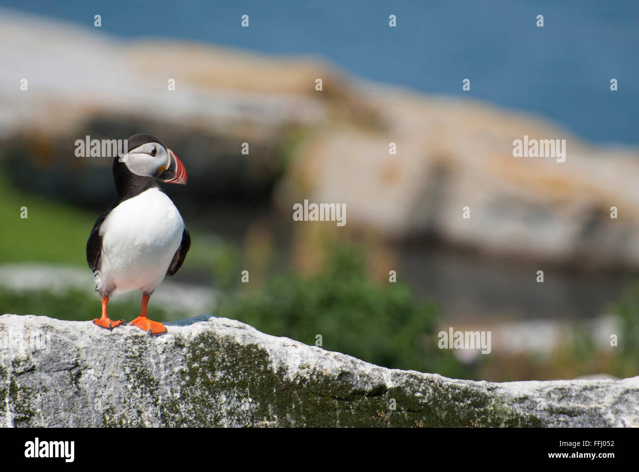 Atlantic Puffin with its colorful beak during breeding season that ...