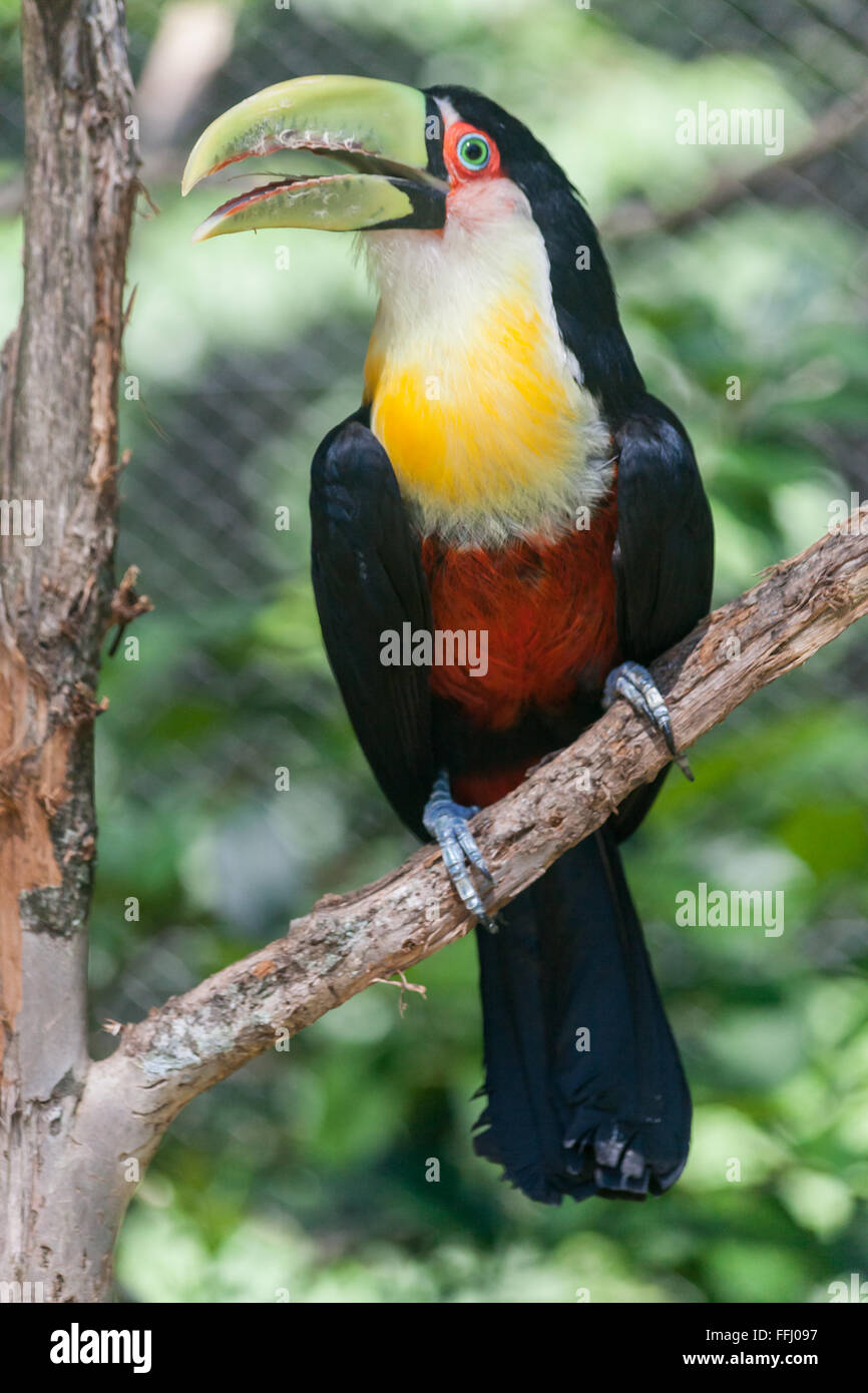 Red Breasted Toucan Stock Photo - Alamy