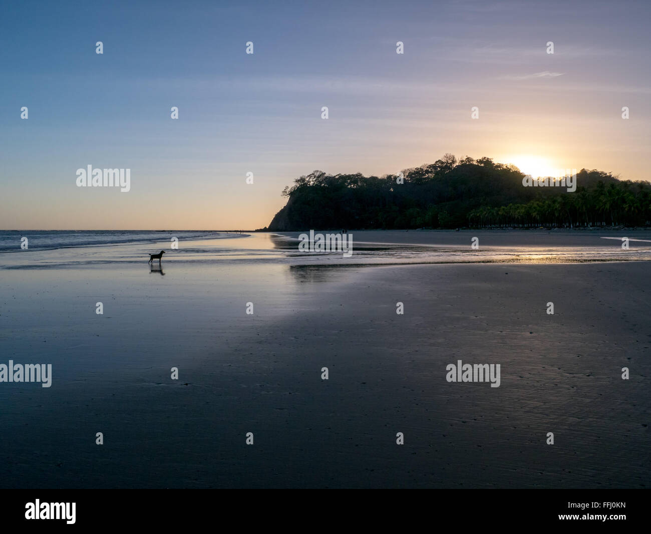 Dog on the beach in Samara, Costa Rica Stock Photo - Alamy