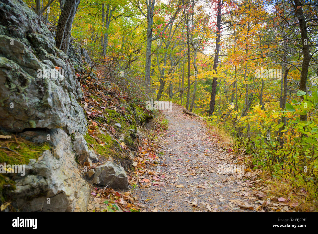 Seneca state forest west virginia hi-res stock photography and images ...