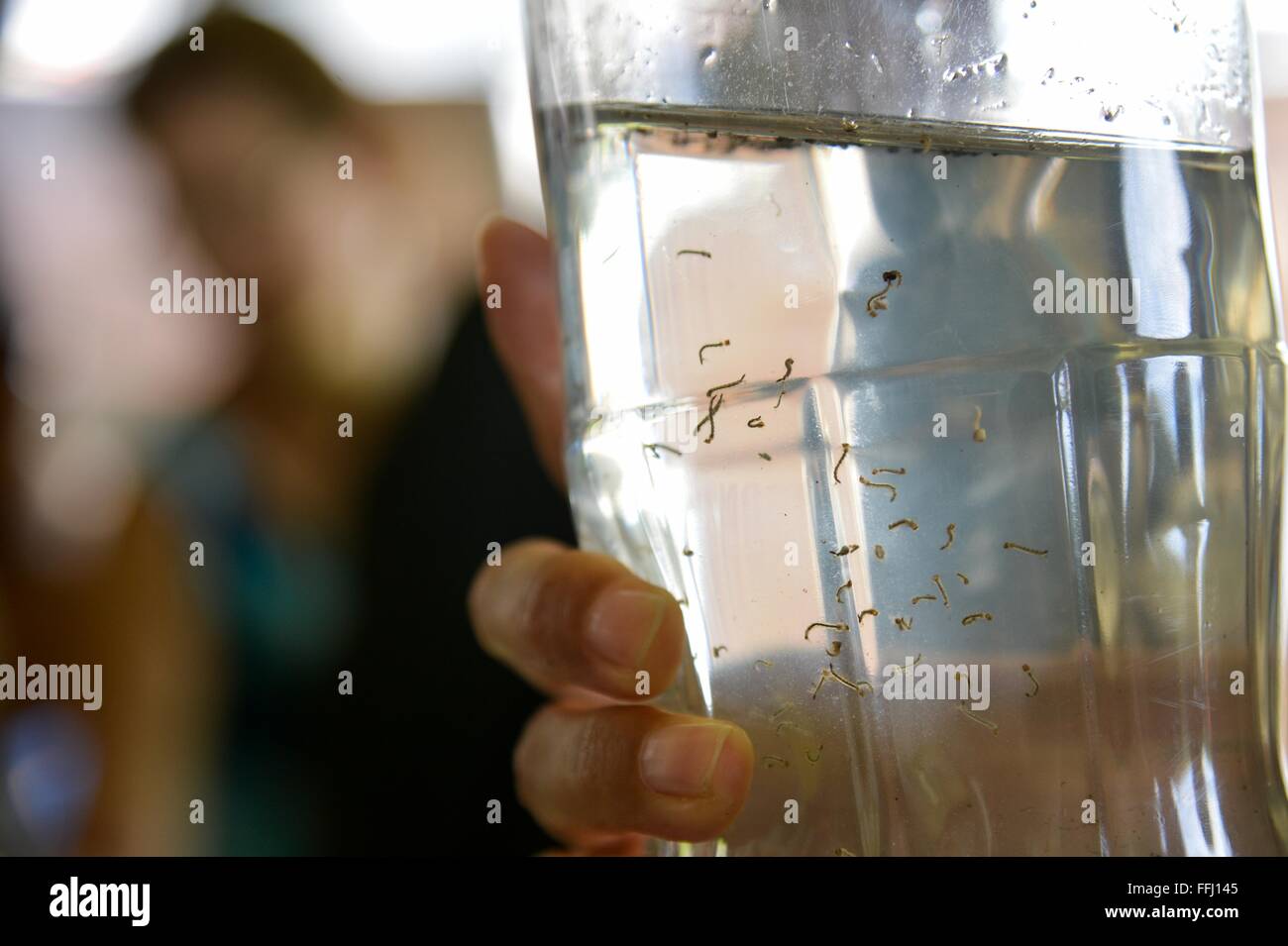 Aedes aegypti mosquito larvae in a jar during an outreach program held ...
