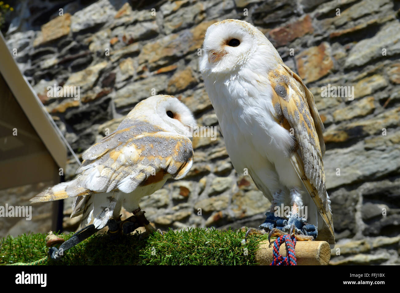 Barn owls Latin name Tyto alba Stock Photo - Alamy