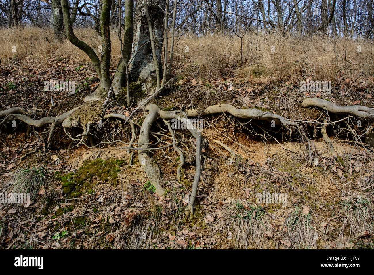 Branched root of an old tree that is jeopardized by erosion Stock Photo ...