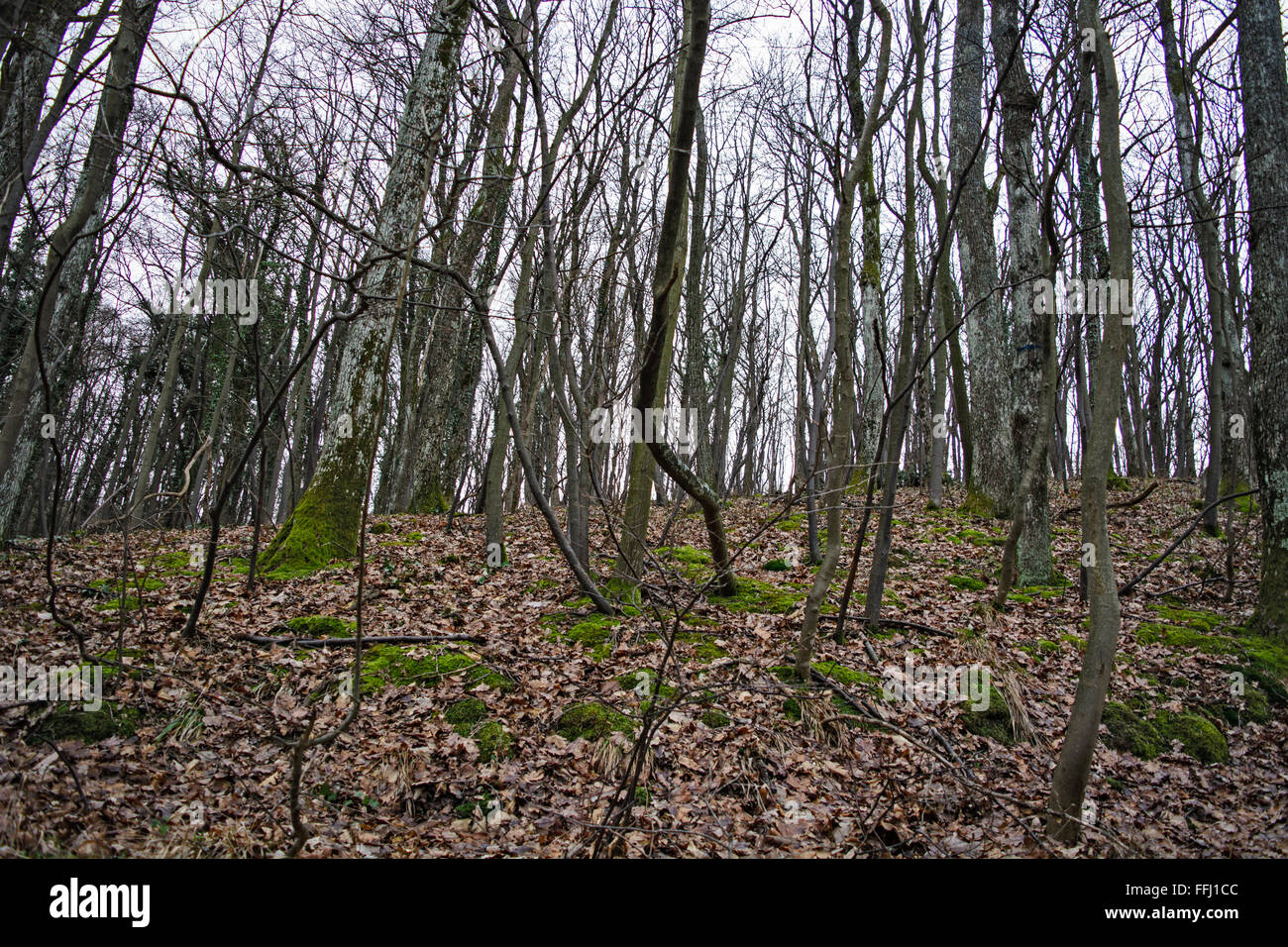Deciduous forest in winter waiting for spring Stock Photo - Alamy