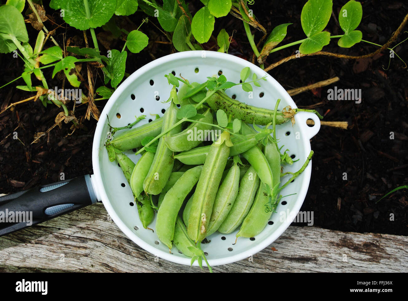 A Strainer Filled with Fresh Organic Pea Pods Stock Photo - Alamy