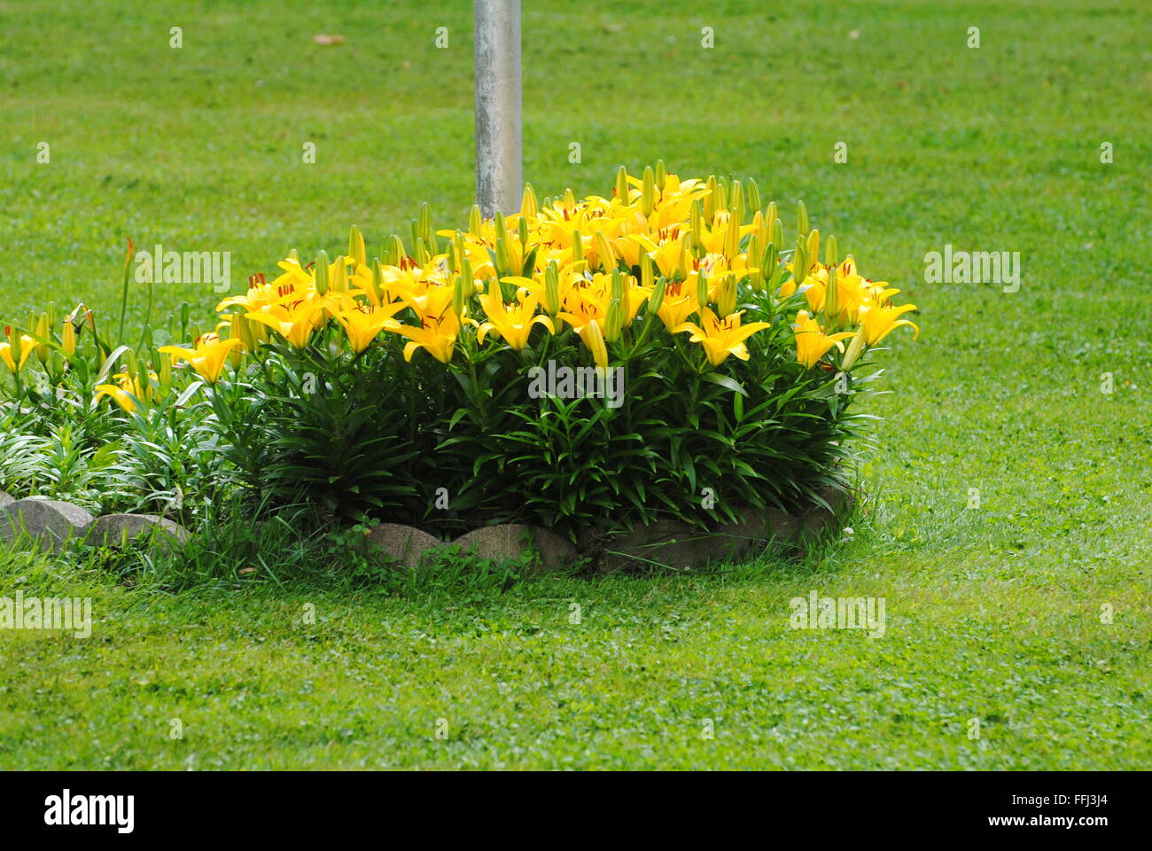 Yellow Lilies Blooming in the Summer Sun Stock Photo - Alamy