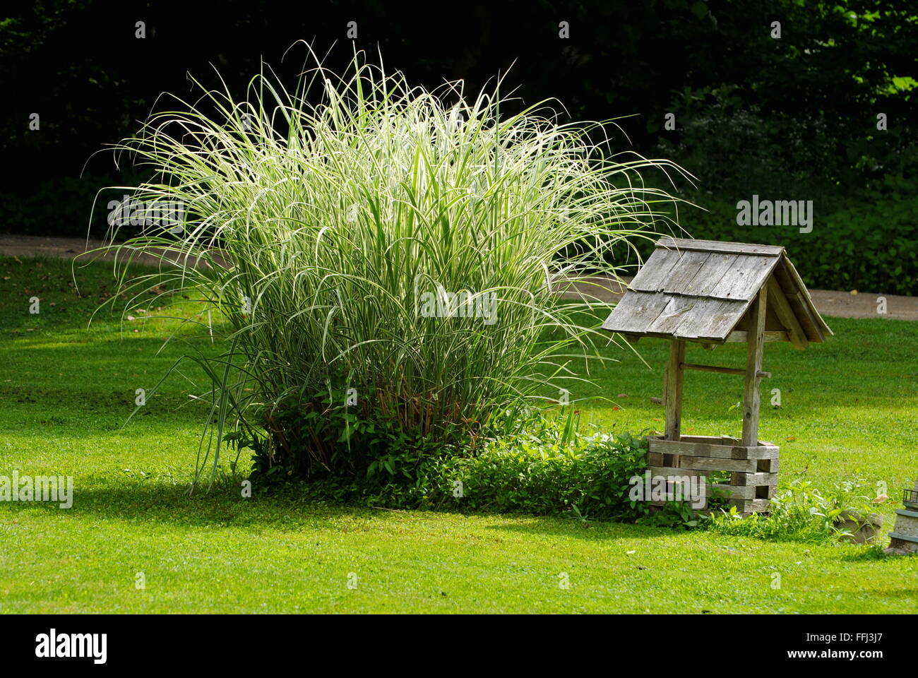 Tall Ornamental Grass