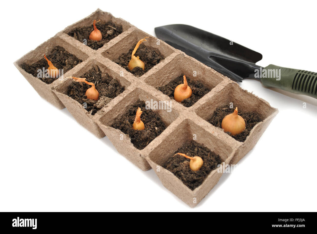 Growing onions in pots hi-res stock photography and images - Alamy