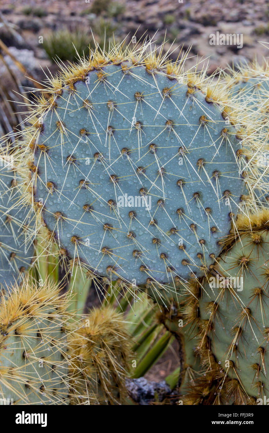 Cactus after the rain close up in a California desert Stock Photo - Alamy