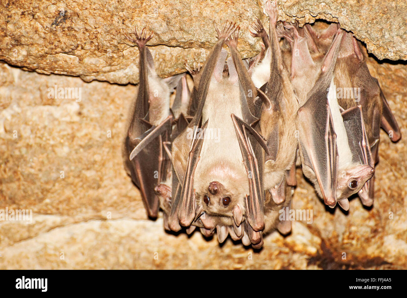 Hanging bats hi-res stock photography and images - Alamy
