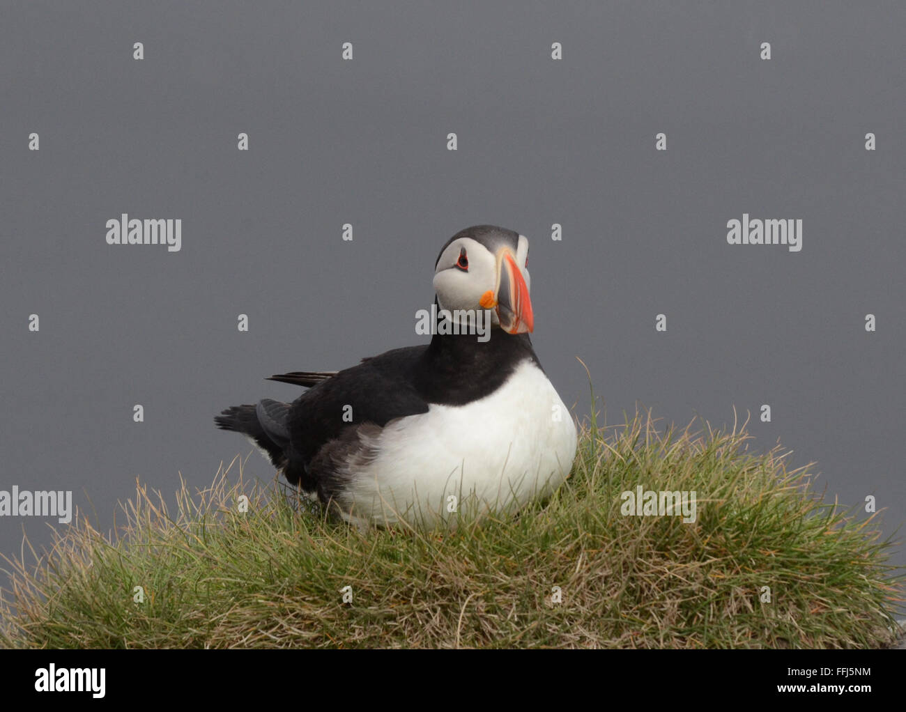 Atlantic puffin sitting down, looking toward front Stock Photo - Alamy