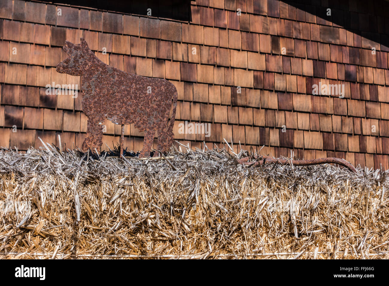 Hay bale cow hi-res stock photography and images - Alamy