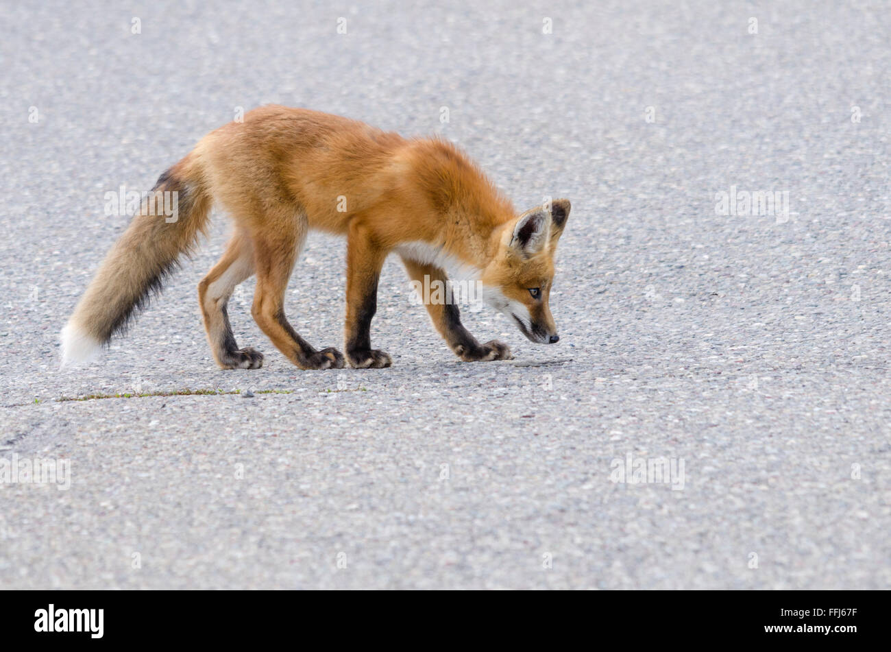 Young red fox kit (vulpes vulpes) watching a mosquito, on a road in ...