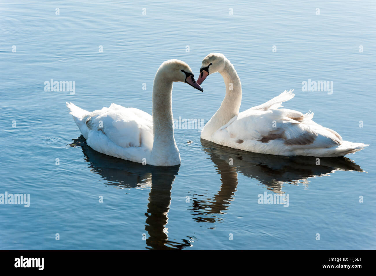 Two Swans Making A Heart